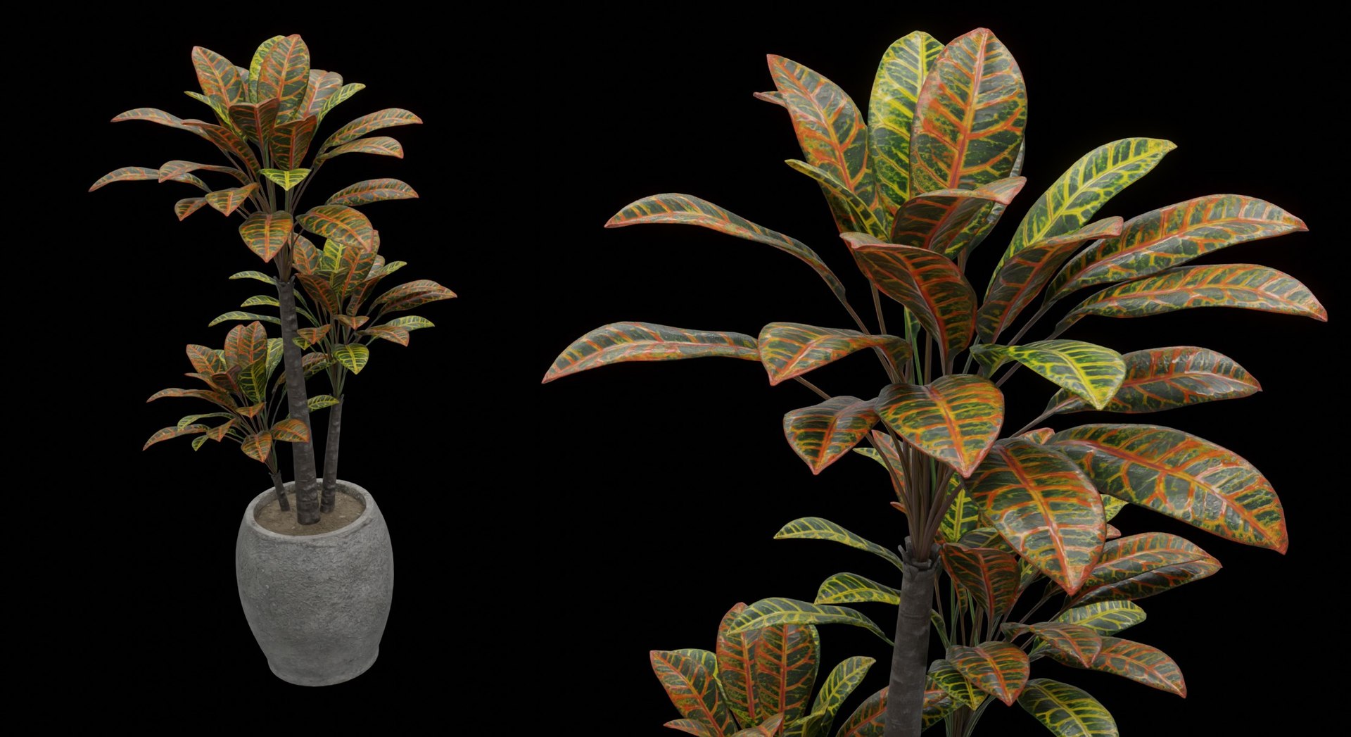 Croton Plant 3D Model - TurboSquid 2221725