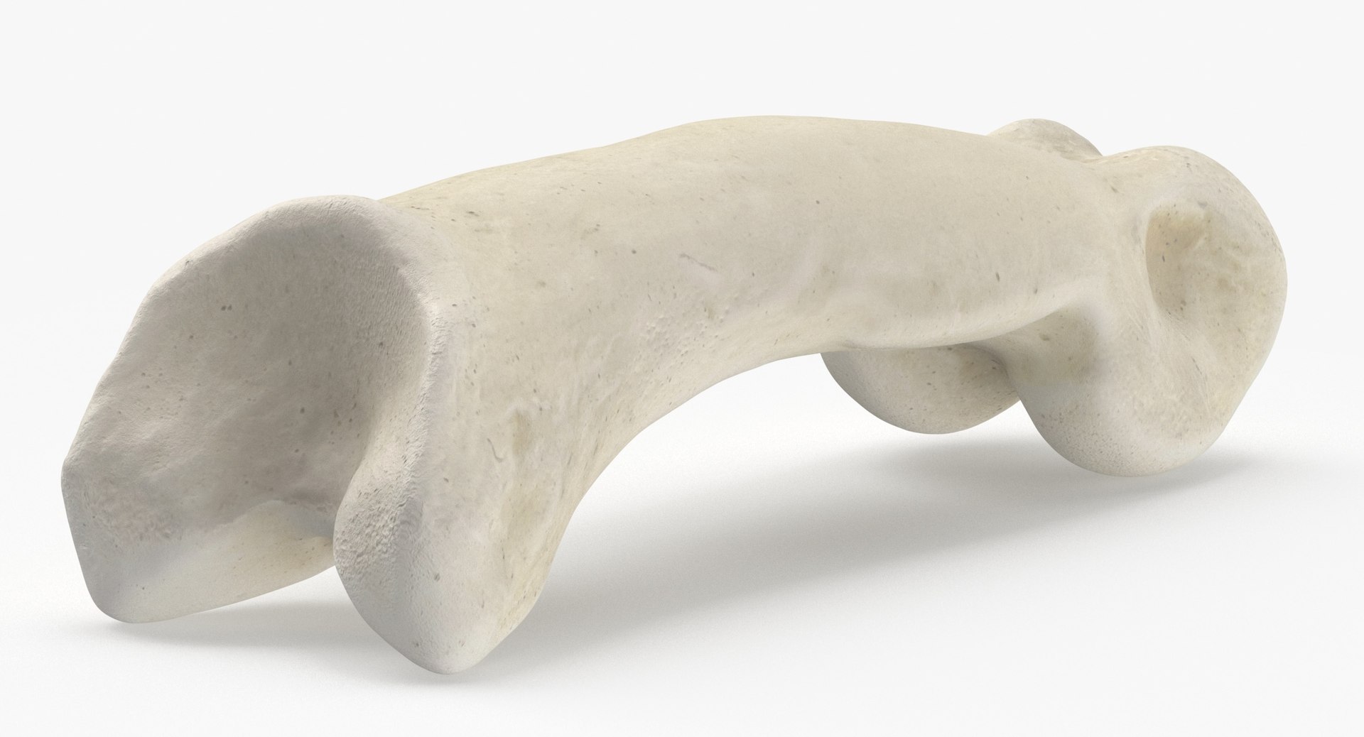 Domestic Cat Proximal Phalanx Bone 01 3D Model - TurboSquid 1847910