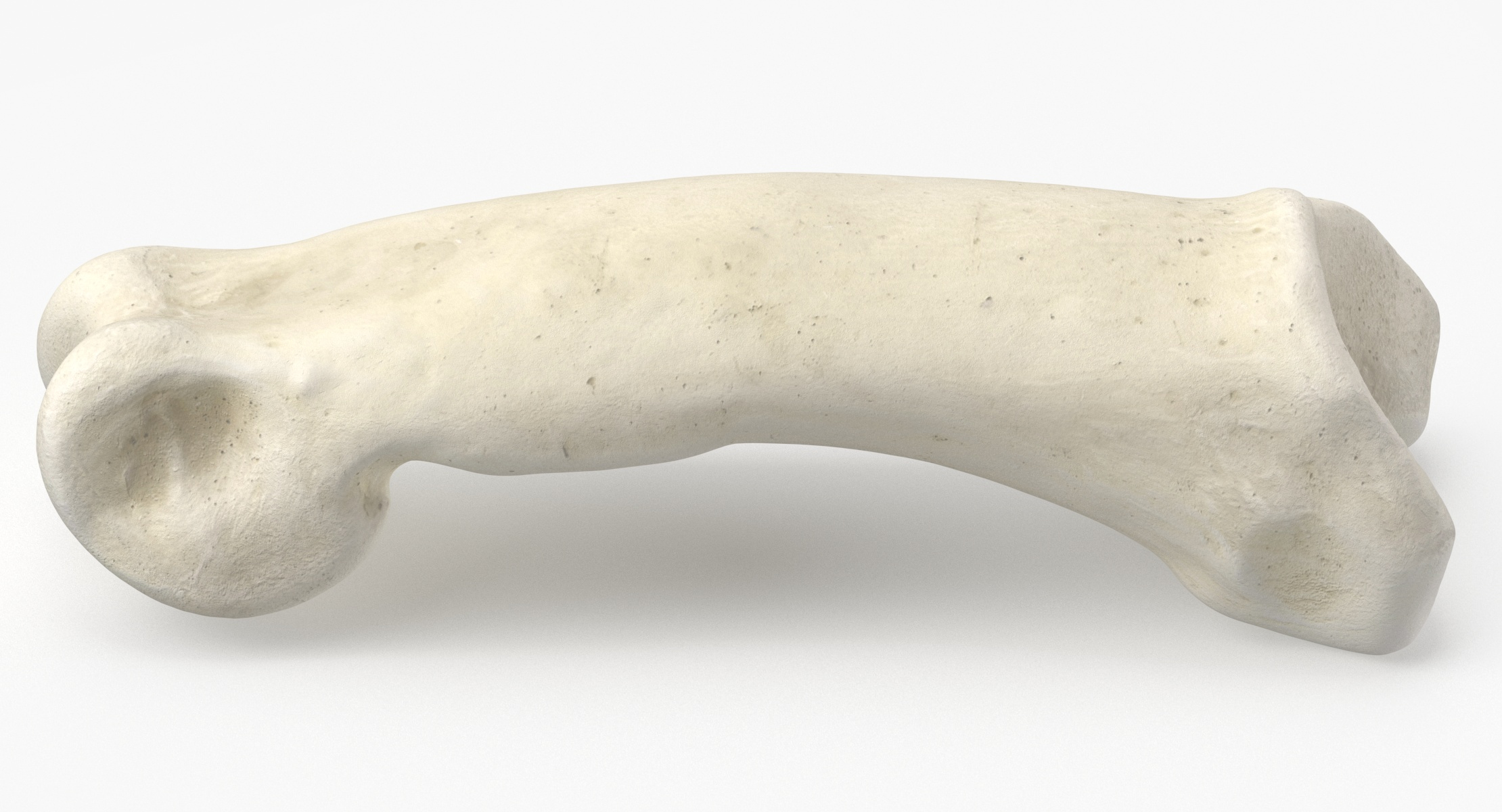 Domestic Cat Proximal Phalanx Bone 01 3D model - TurboSquid 1847910