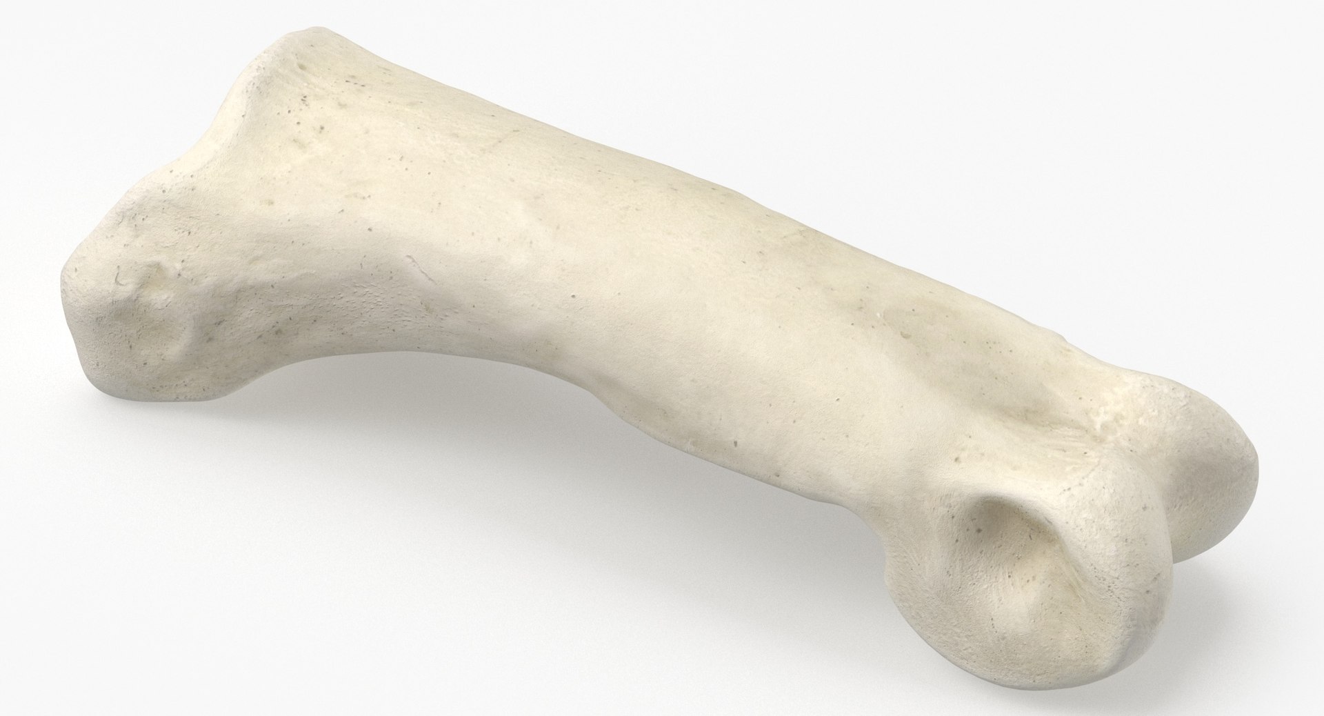 Domestic Cat Proximal Phalanx Bone 01 3D Model - TurboSquid 1847910