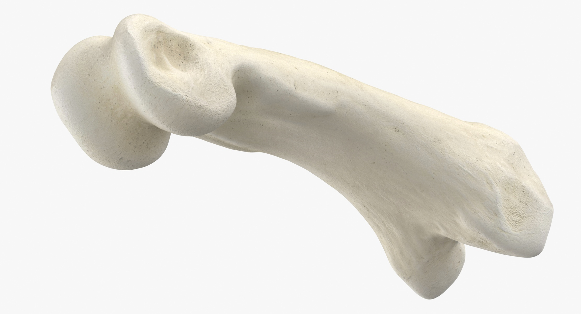 Domestic Cat Proximal Phalanx Bone 01 3D model - TurboSquid 1847910