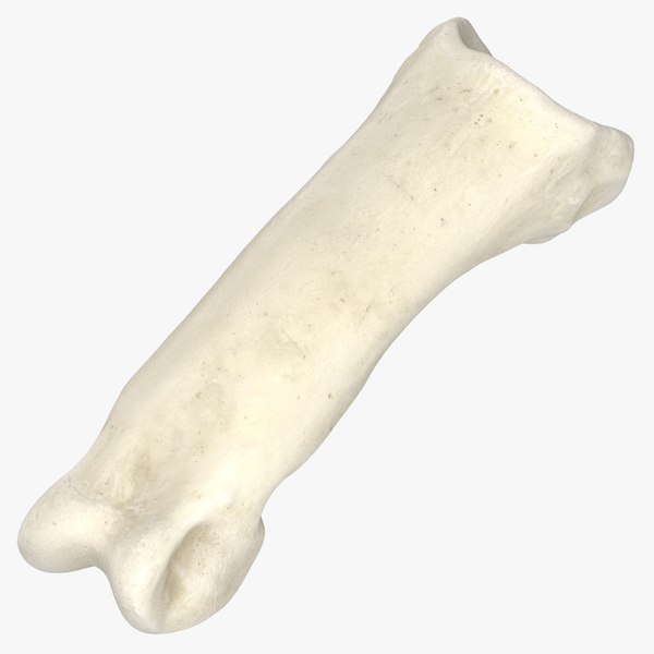 Domestic Cat Proximal Phalanx Bone 01 3D model - TurboSquid 1847910