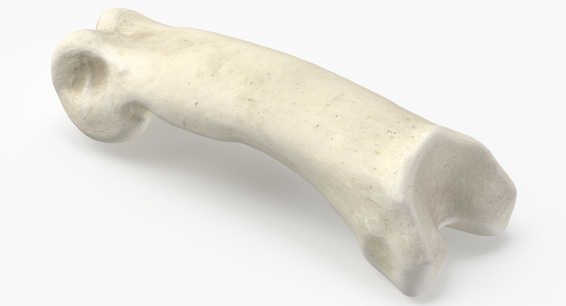 Domestic Cat Proximal Phalanx Bone 01 3D Model - TurboSquid 1847910