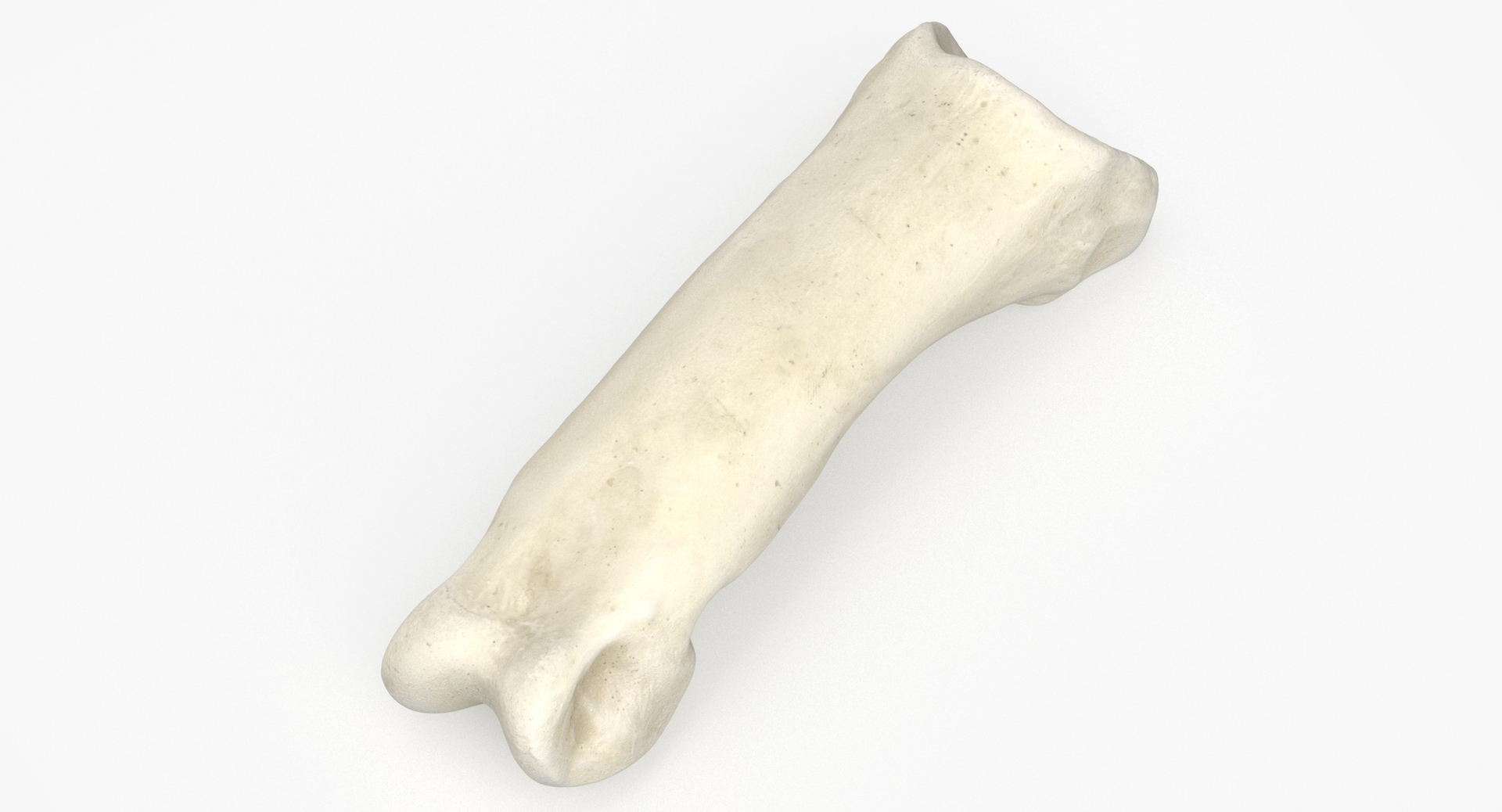 Domestic Cat Proximal Phalanx Bone 01 3D model - TurboSquid 1847910