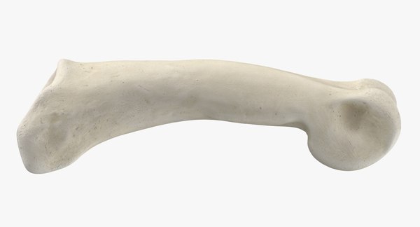Domestic Cat Proximal Phalanx Bone 01 3D model - TurboSquid 1847910