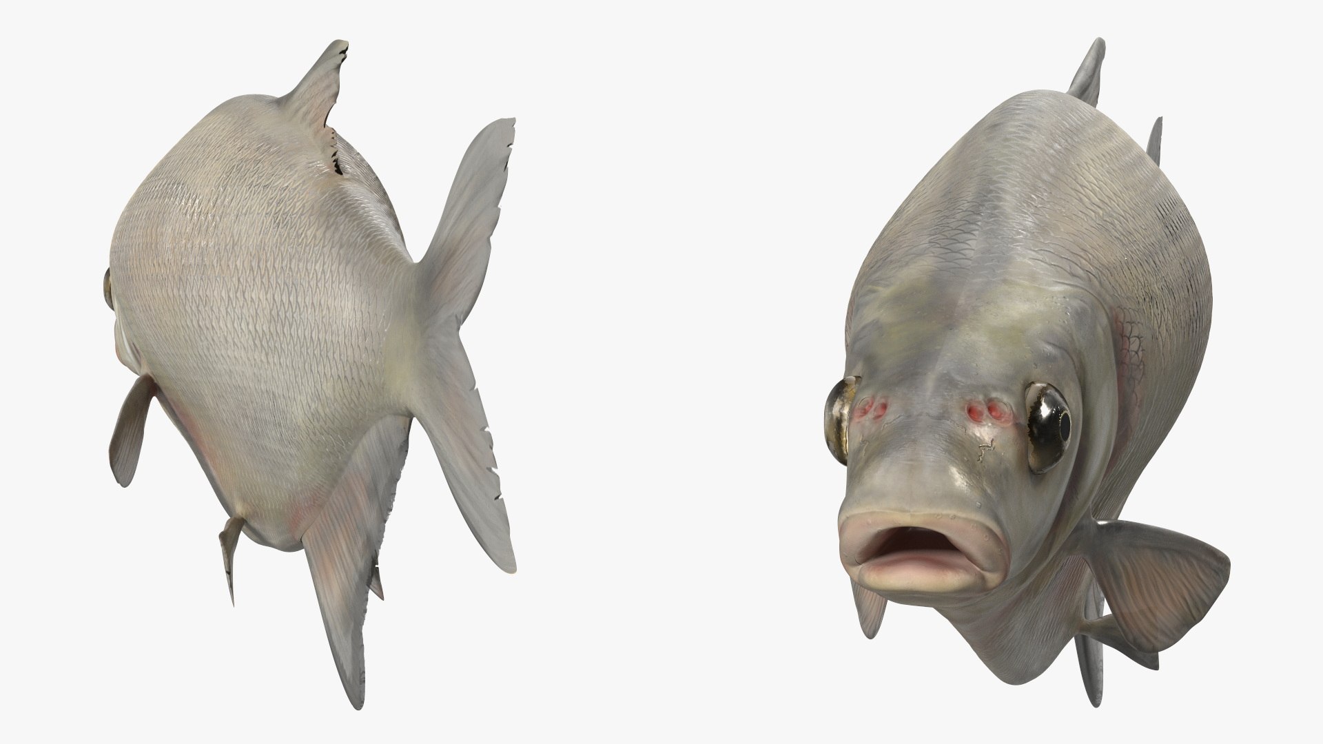 3D Model Silver Bream Fish Rigged For Cinema 4D - TurboSquid 2166903