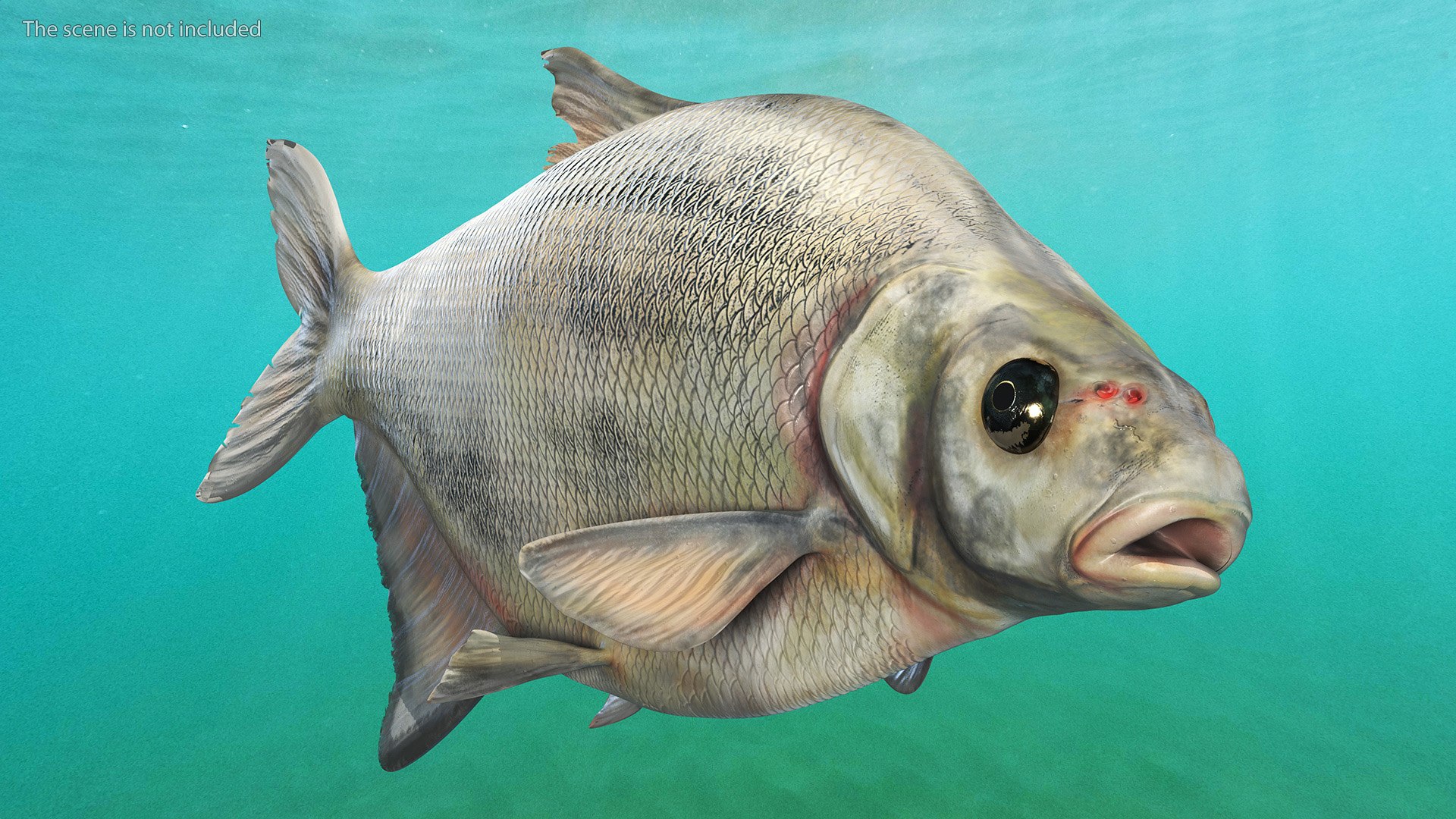 3D Model Silver Bream Fish Rigged For Cinema 4D - TurboSquid 2166903