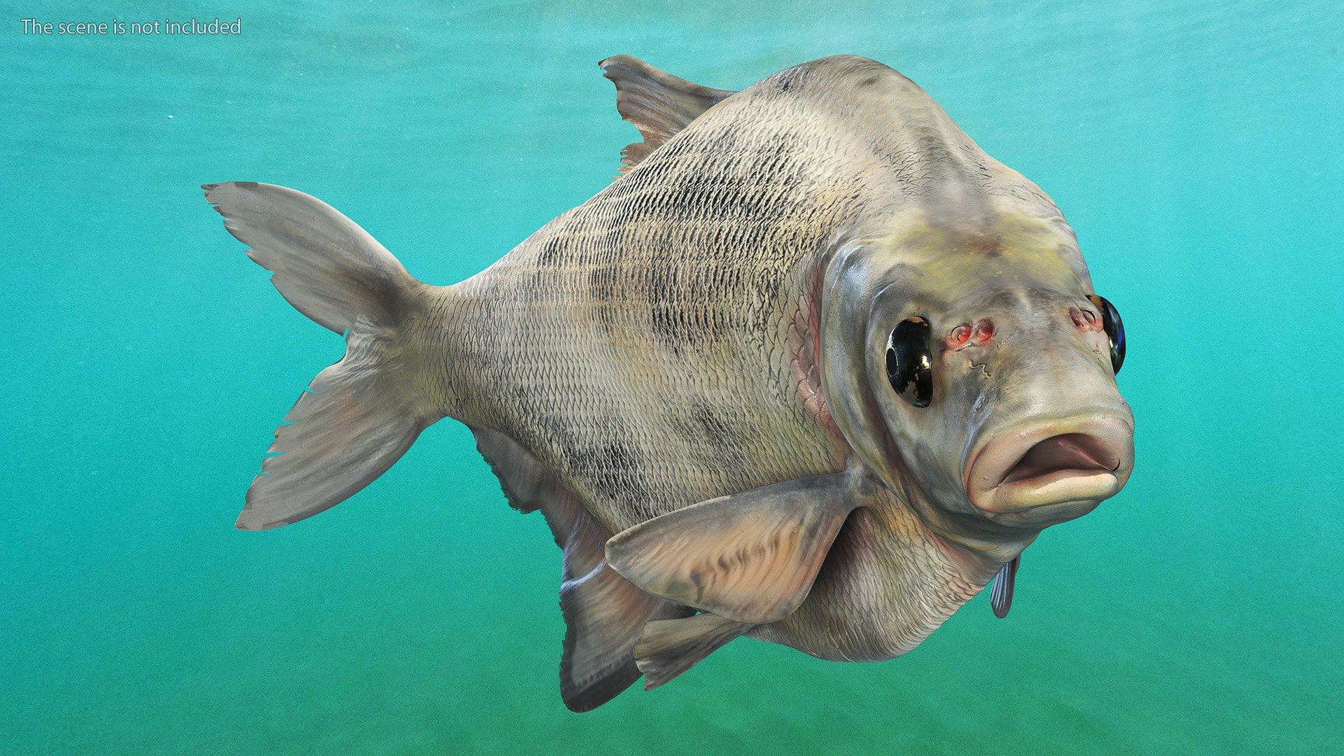 3D Model Silver Bream Fish Rigged For Cinema 4D - TurboSquid 2166903