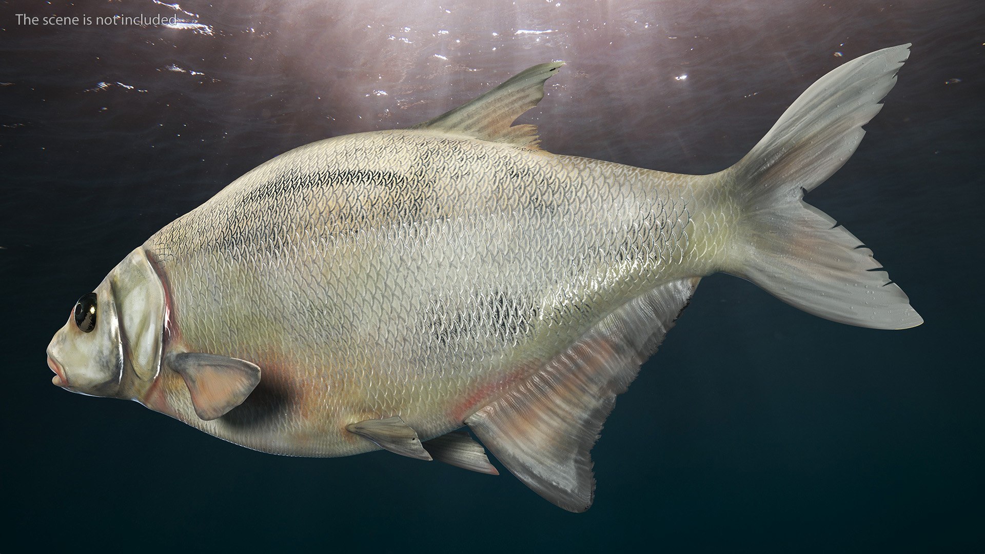 3D Model Silver Bream Fish Rigged For Cinema 4D - TurboSquid 2166903