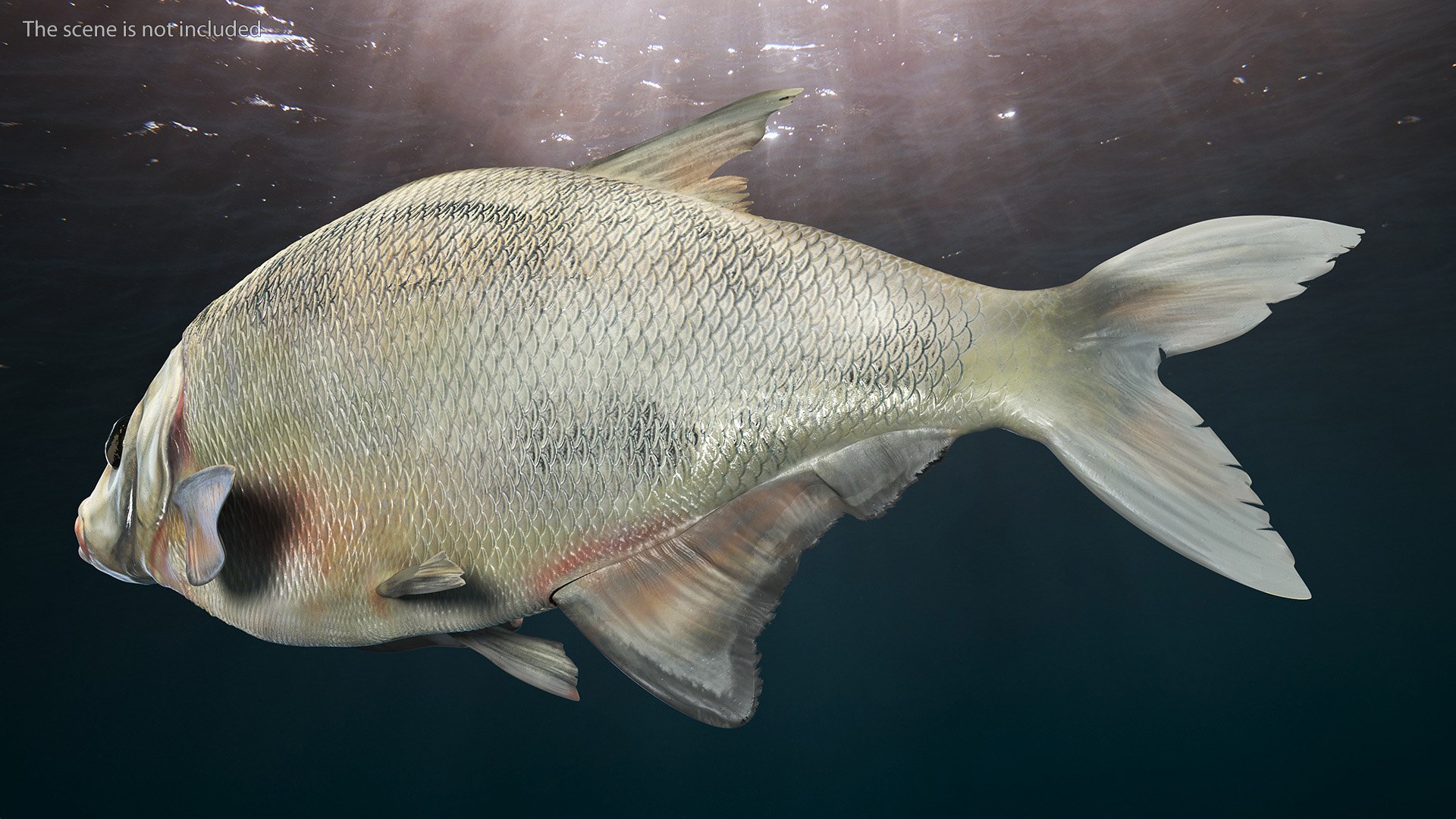 3D Model Silver Bream Fish Rigged For Cinema 4D - TurboSquid 2166903