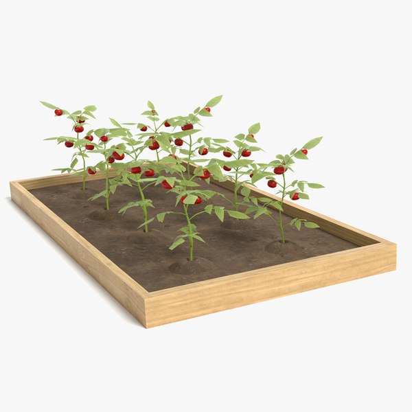 3d tomato plant model