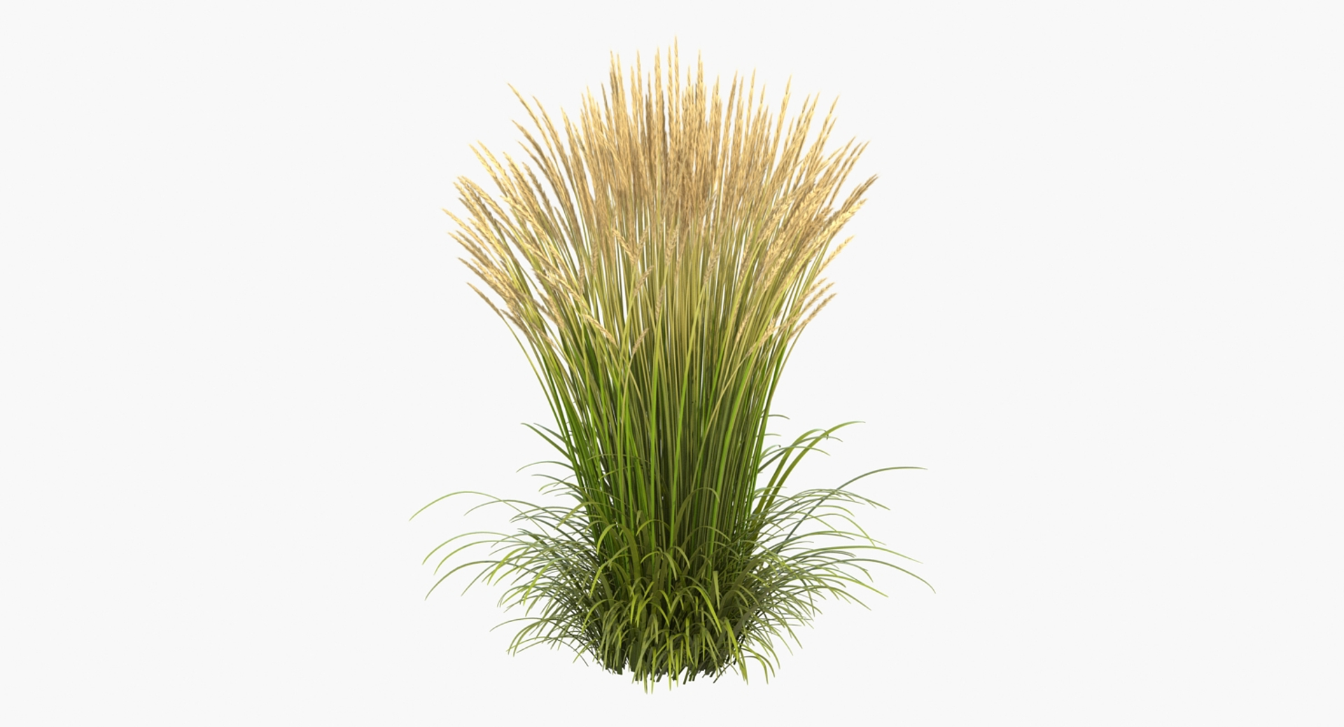 Feather Reed Grass Png
