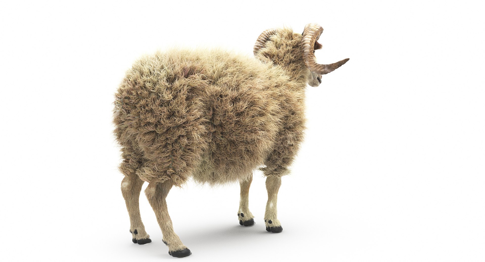 ram realistic fur 3d max