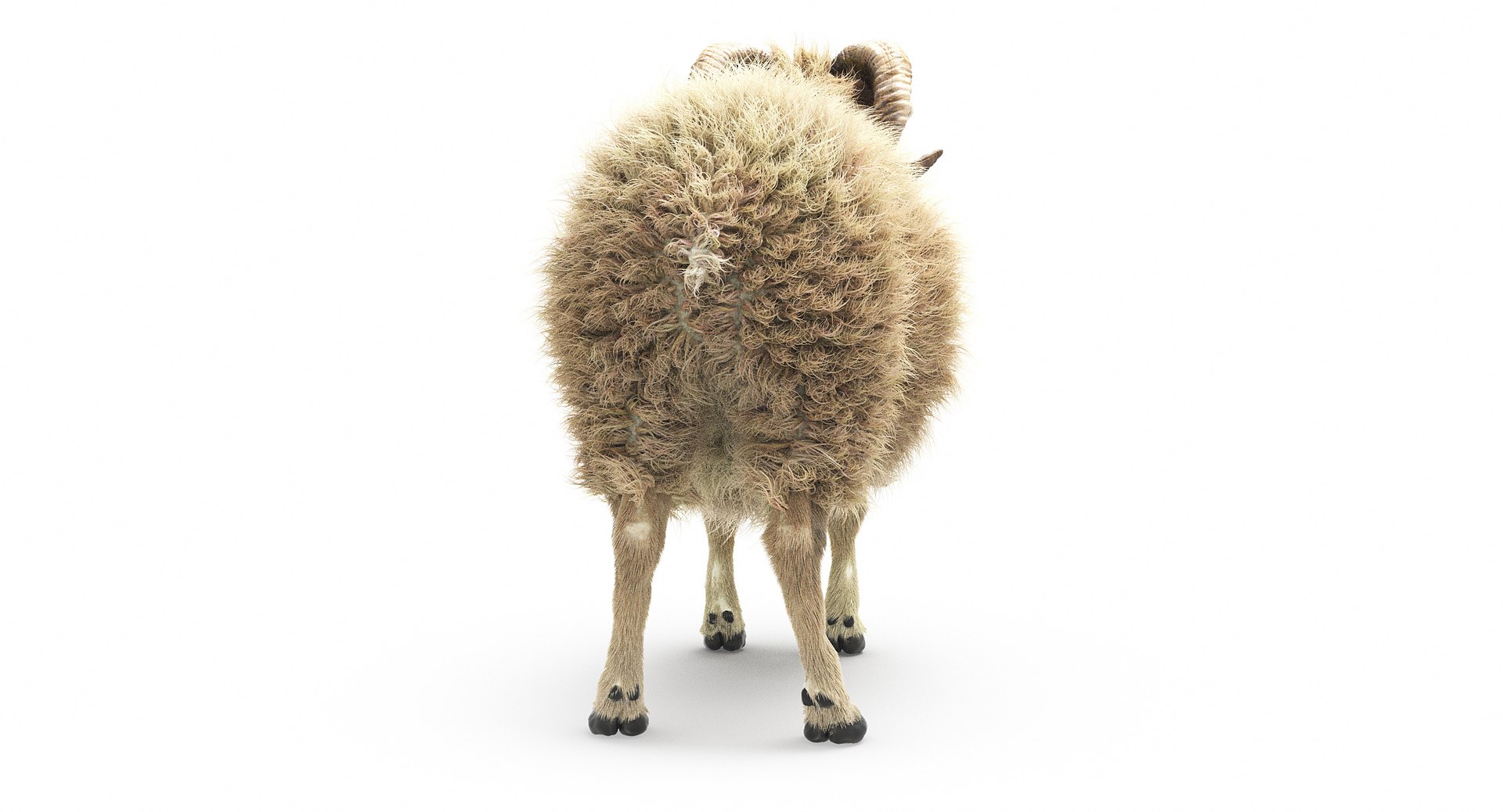 ram realistic fur 3d max