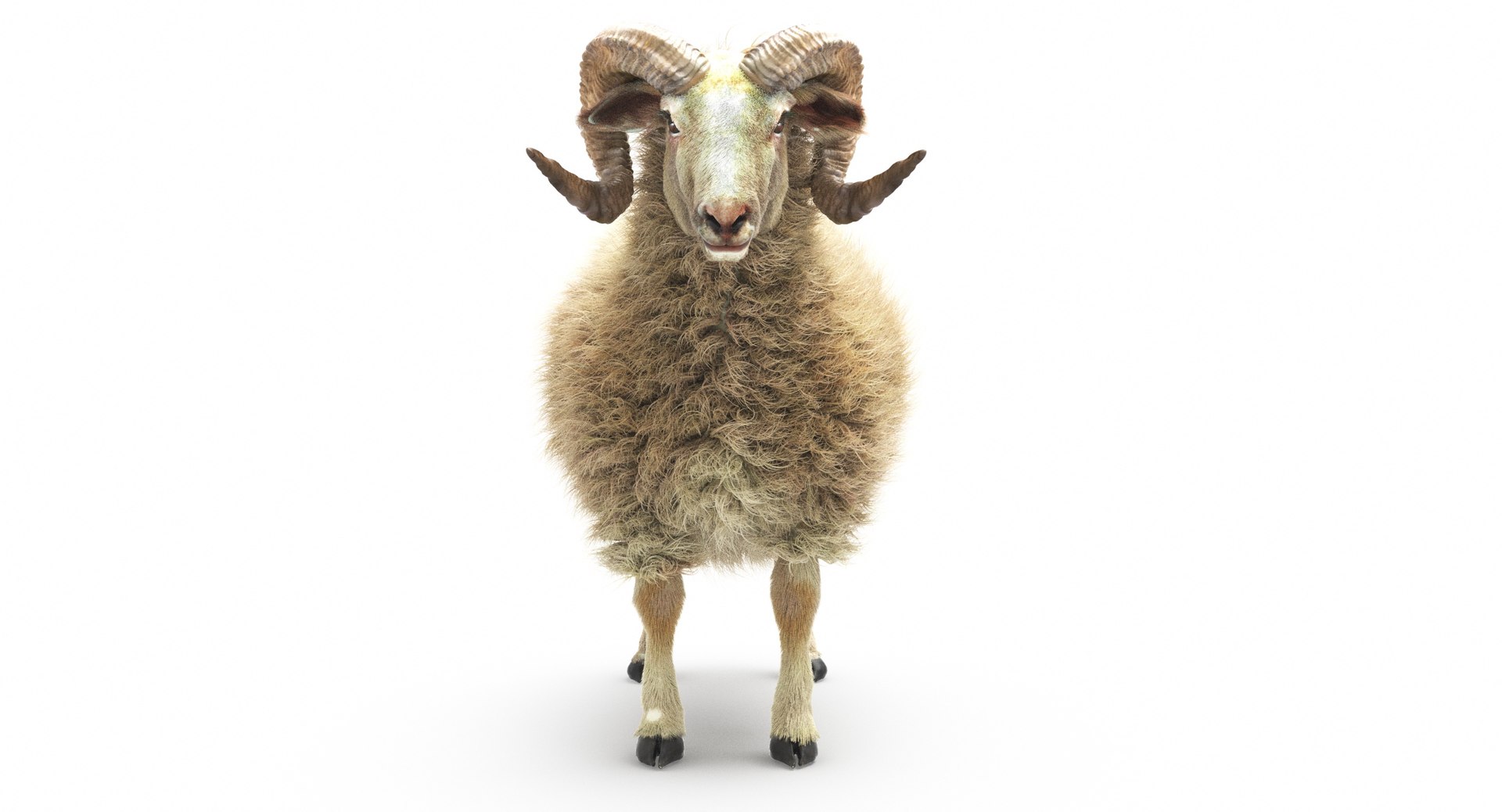 ram realistic fur 3d max