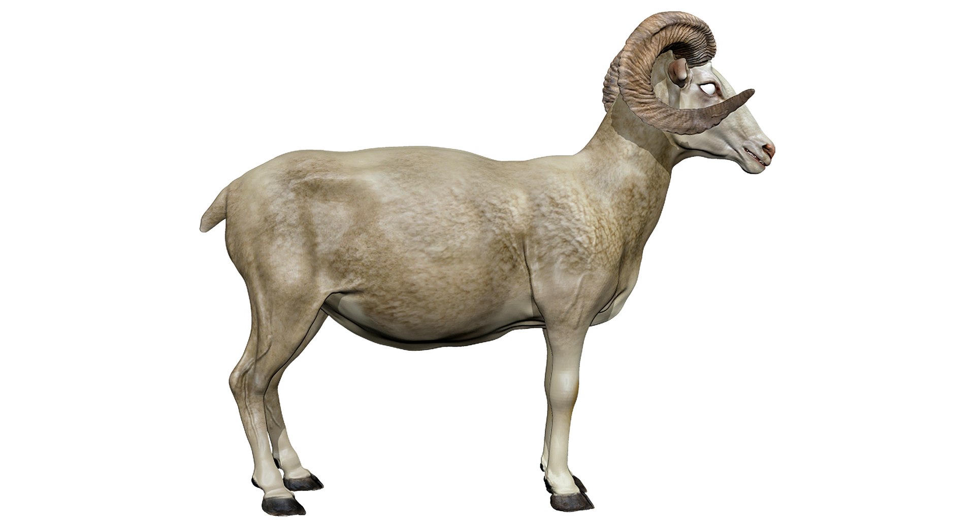 ram realistic fur 3d max