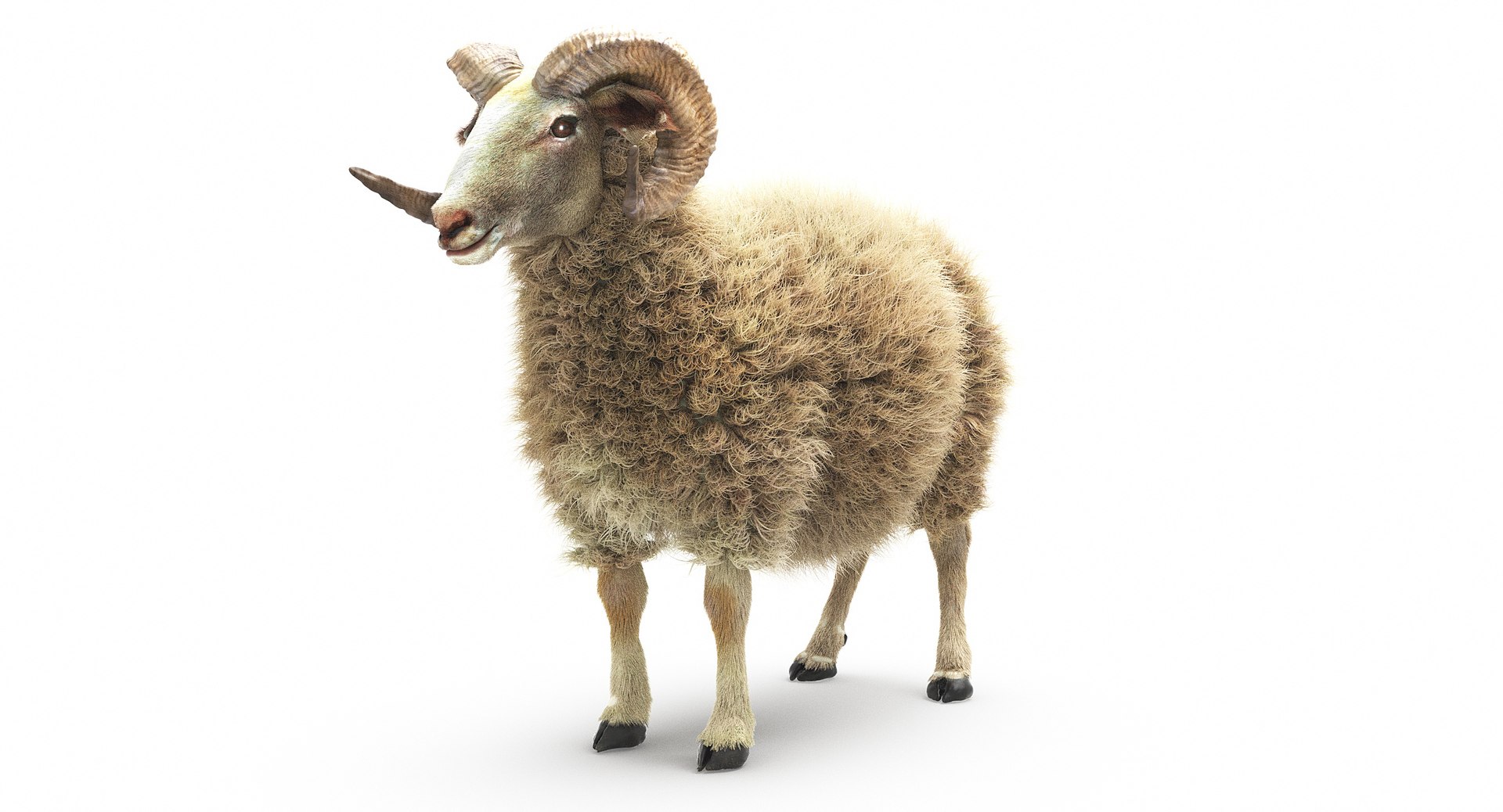 ram realistic fur 3d max