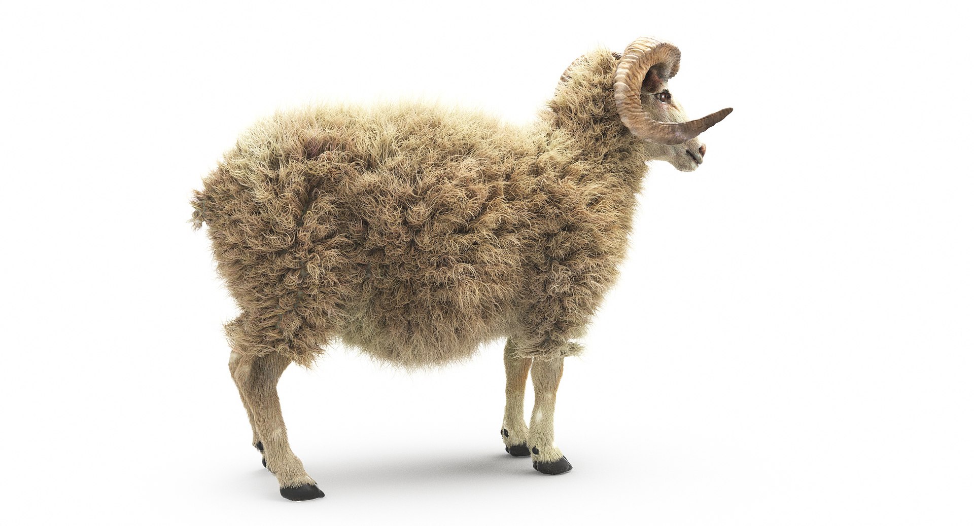 ram realistic fur 3d max