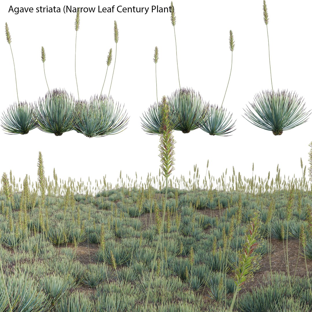 3D Agave Striata - Narrow Leaf Century Plant 02 Model - TurboSquid 2053108