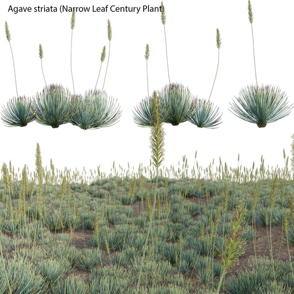 modelo 3d Agave striata - Planta del siglo de hoja estrecha 02 - TurboSquid 2053108