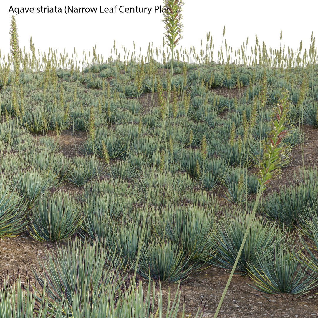 3D Agave Striata - Narrow Leaf Century Plant 02 Model - TurboSquid 2053108
