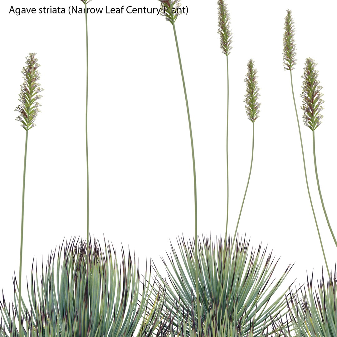 3D Agave Striata - Narrow Leaf Century Plant 02 Model - TurboSquid 2053108