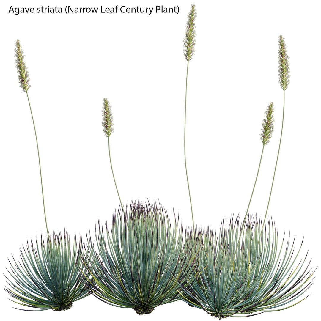 3D Agave Striata - Narrow Leaf Century Plant 02 Model - TurboSquid 2053108