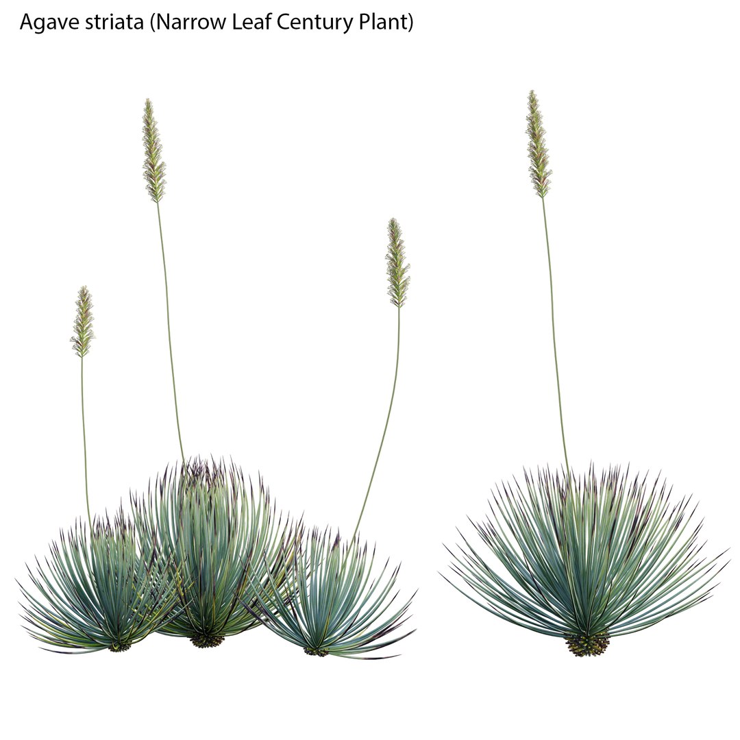 3D Agave Striata - Narrow Leaf Century Plant 02 Model - TurboSquid 2053108
