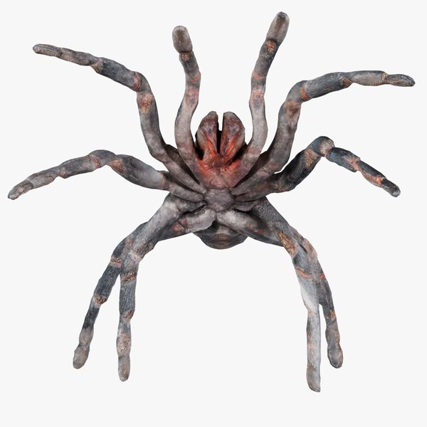 modelo 3d Opelma Minax Spider Tarántula Remasterizado - TurboSquid 2359761
