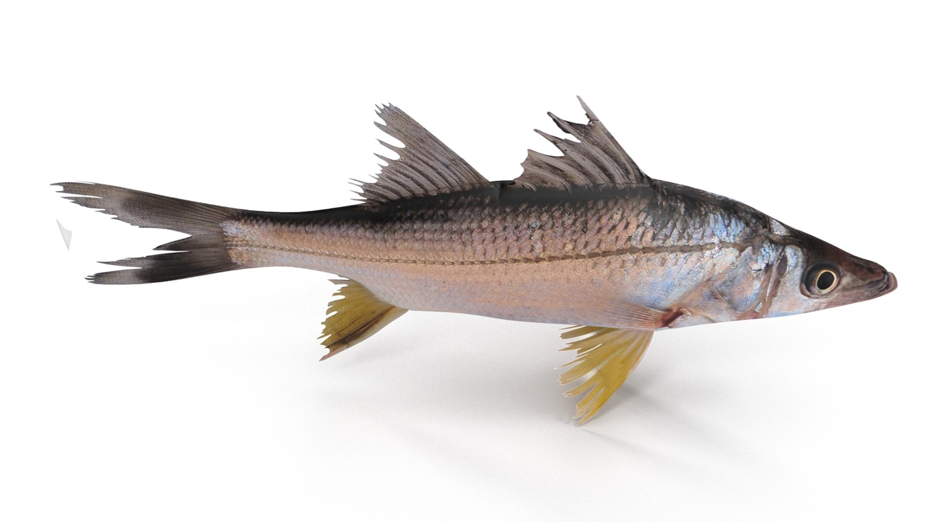 Yellowfin Snook 3d Model