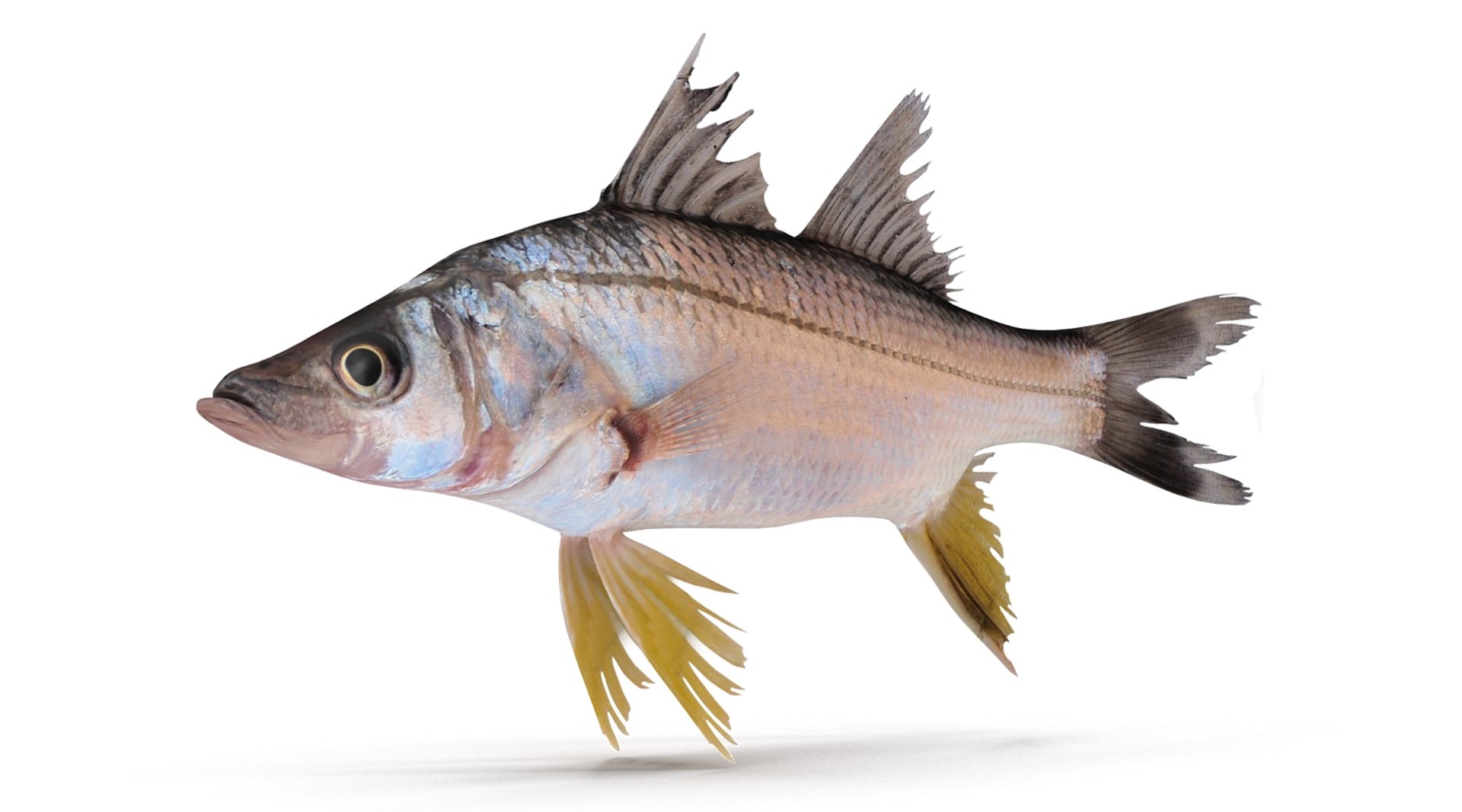 Yellowfin Snook 3d Model