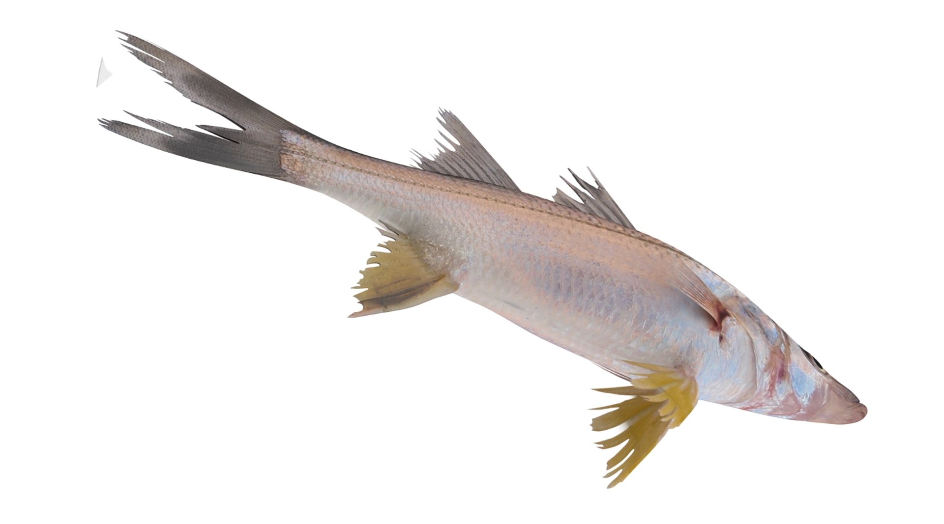 Yellowfin Snook 3d Model