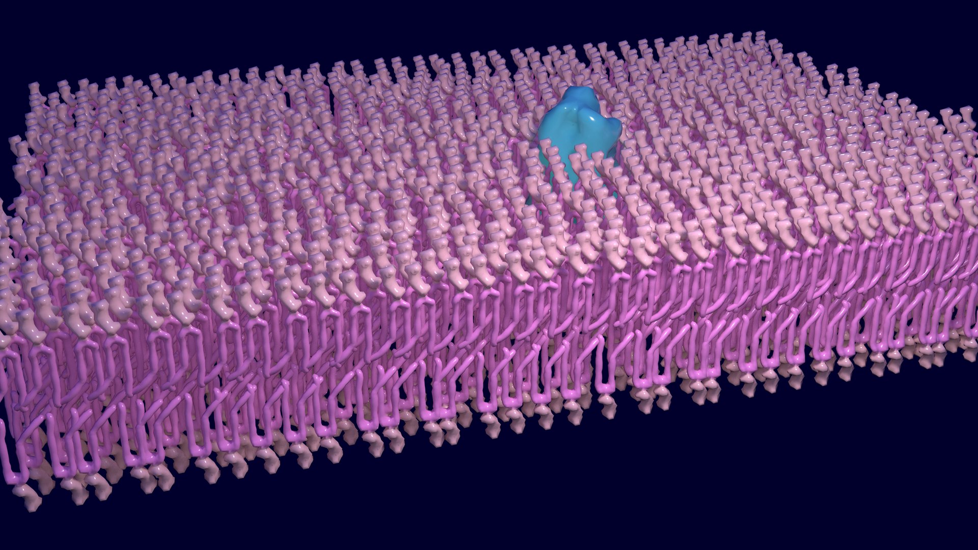 Cell Membrane 3D Model - TurboSquid 1974821