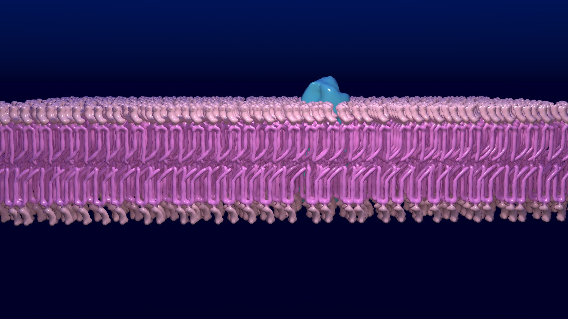 Cell Membrane 3D Model - TurboSquid 1974821