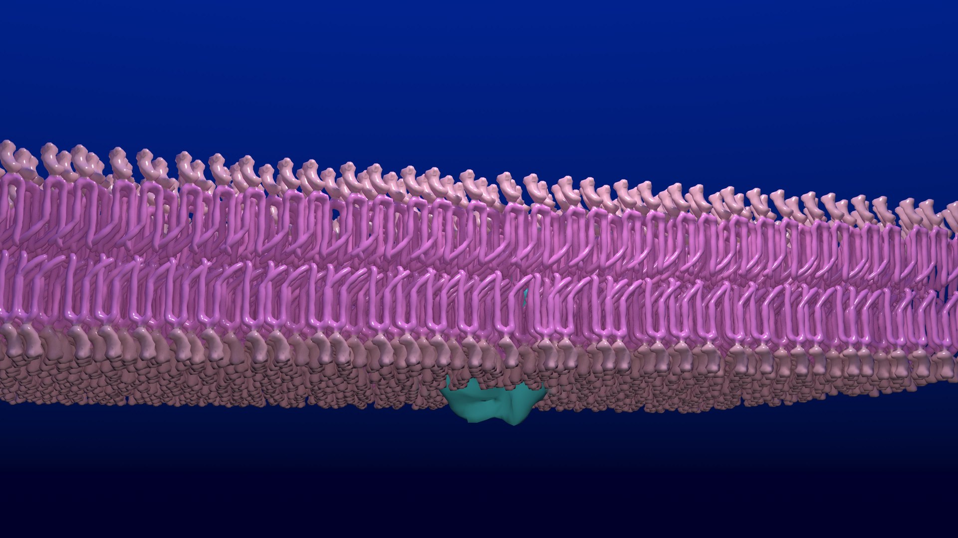 Cell Membrane 3D Model - TurboSquid 1974821