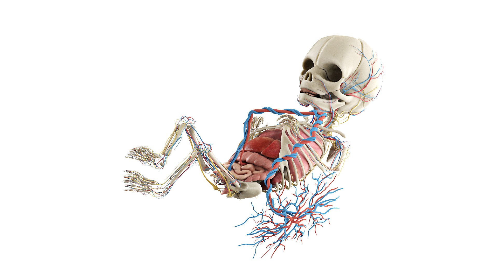 Fetus Anatomy Week 21 Static 3D - TurboSquid 1839762