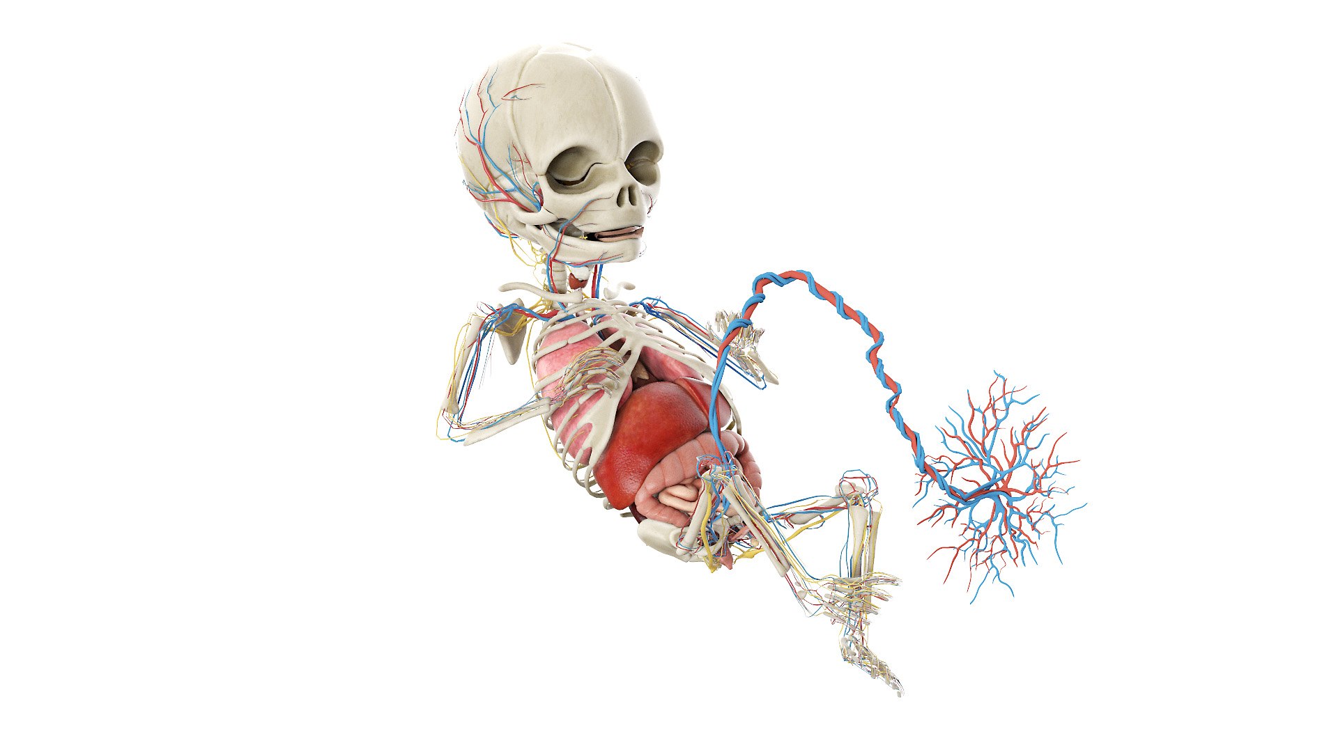 Fetus Anatomy Week 21 Static 3D - TurboSquid 1839762