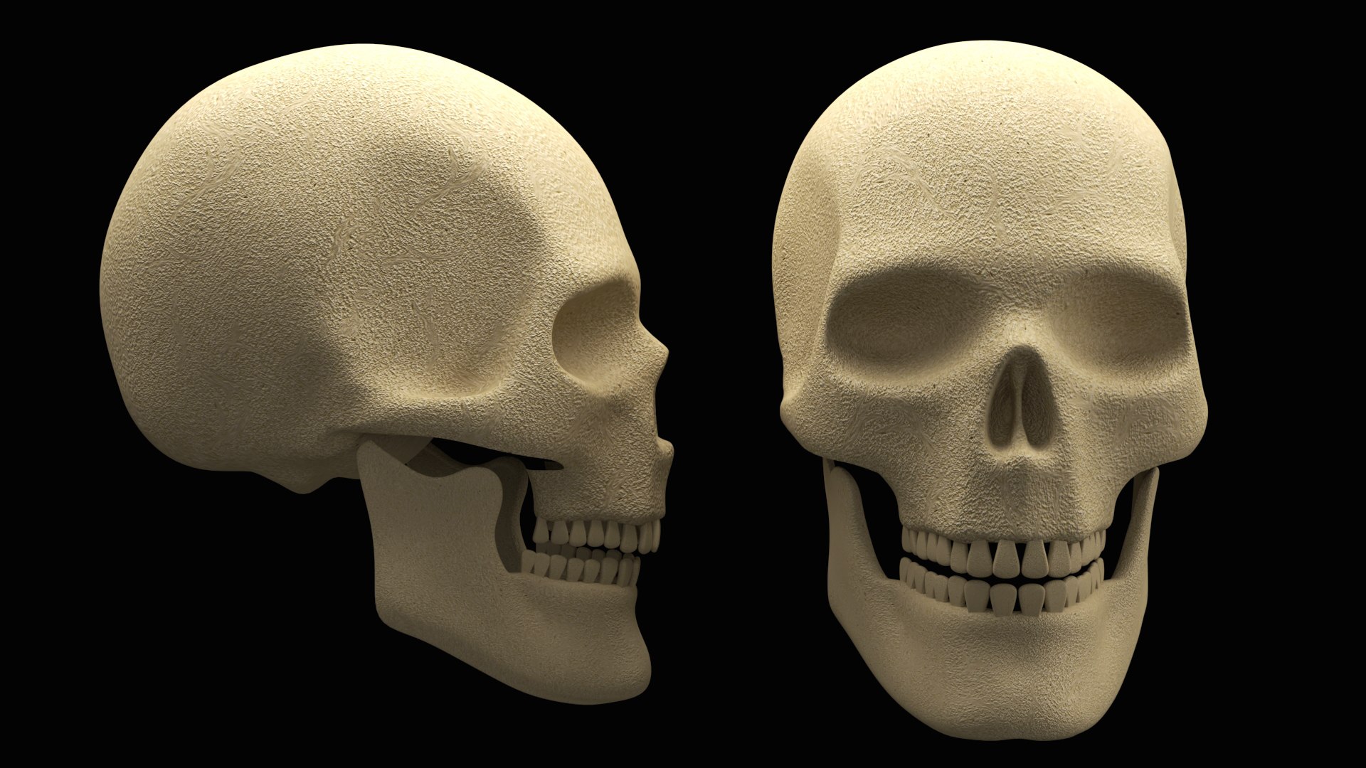 Human Head Skull 3D Model - TurboSquid 1817245