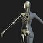 Female Skeleton Skin 3d Obj
