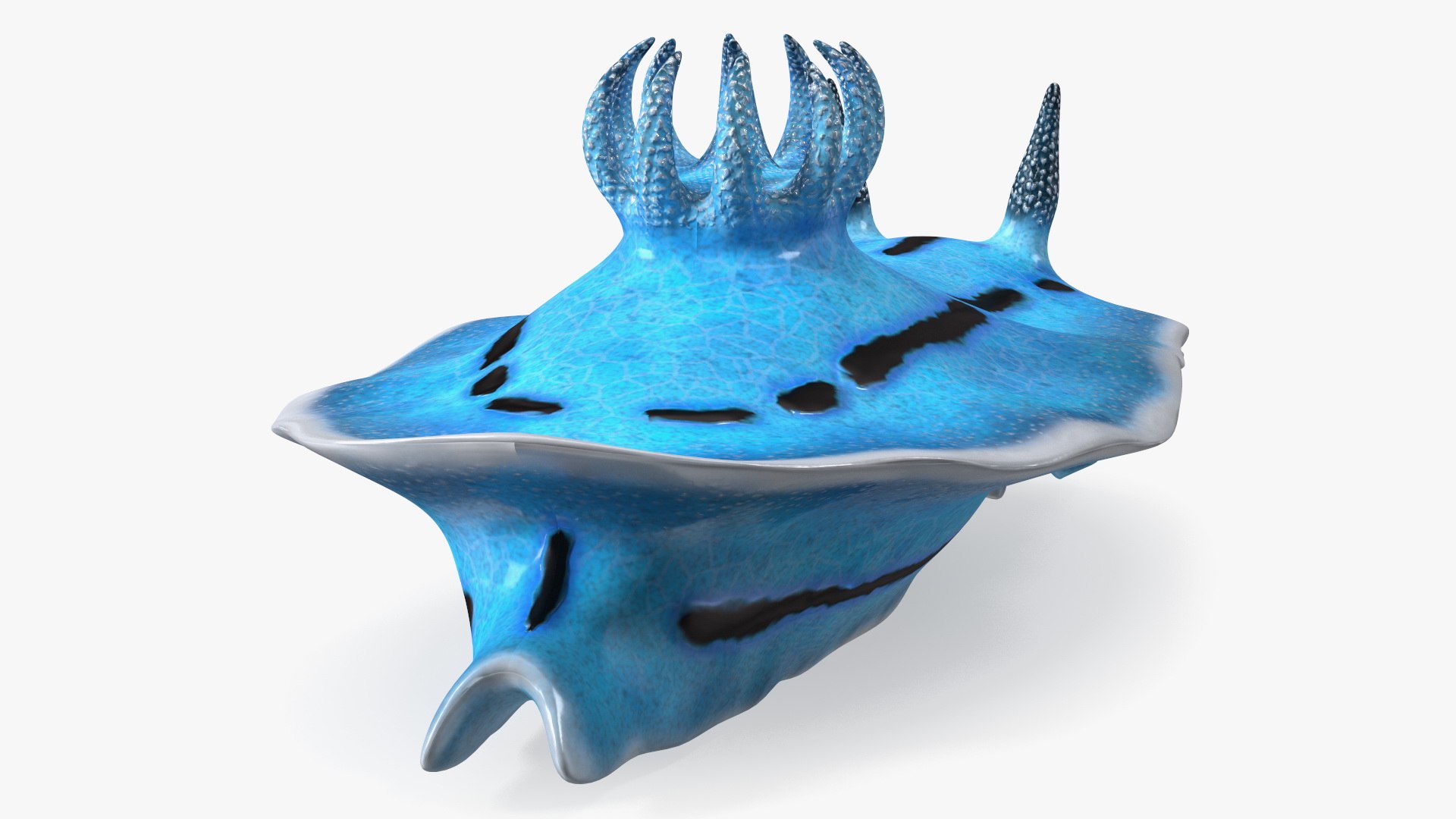 Blue Sea Slug Rigged For Cinema 4D Model - TurboSquid 2207222
