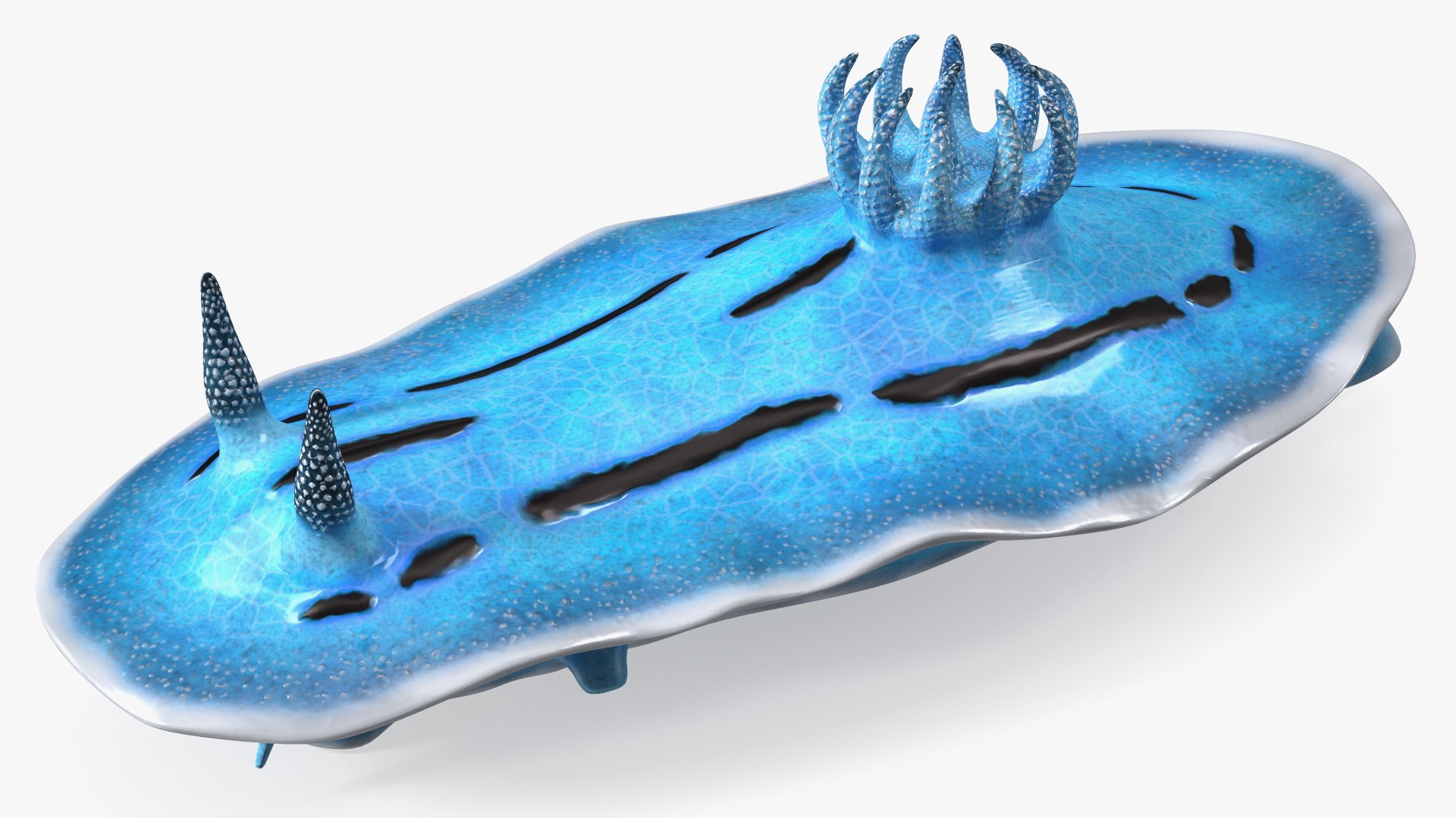 Blue Sea Slug Rigged For Cinema 4D Model - TurboSquid 2207222