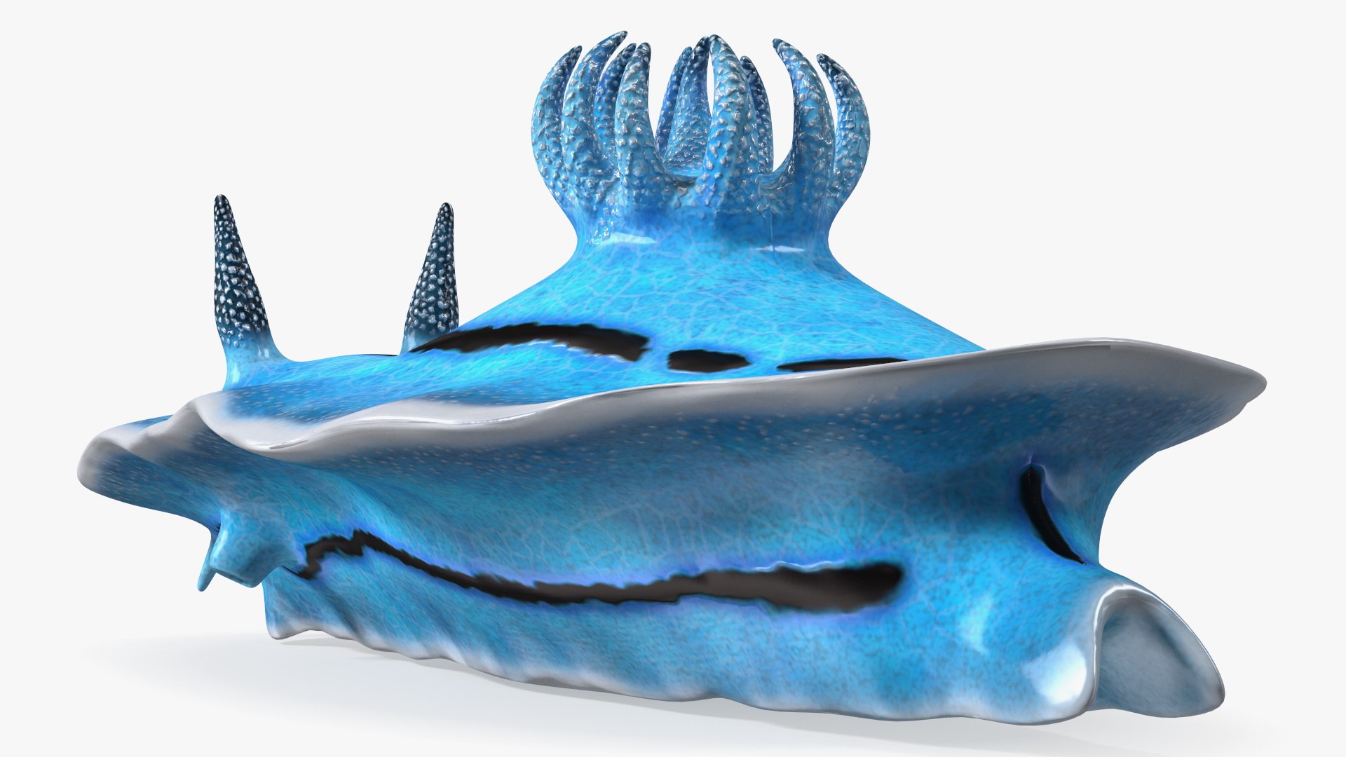 Blue Sea Slug Rigged For Cinema 4D Model - TurboSquid 2207222
