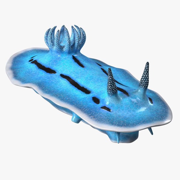 modelo 3d Blue Sea Slug preparado para Cinema 4D - TurboSquid 2207222