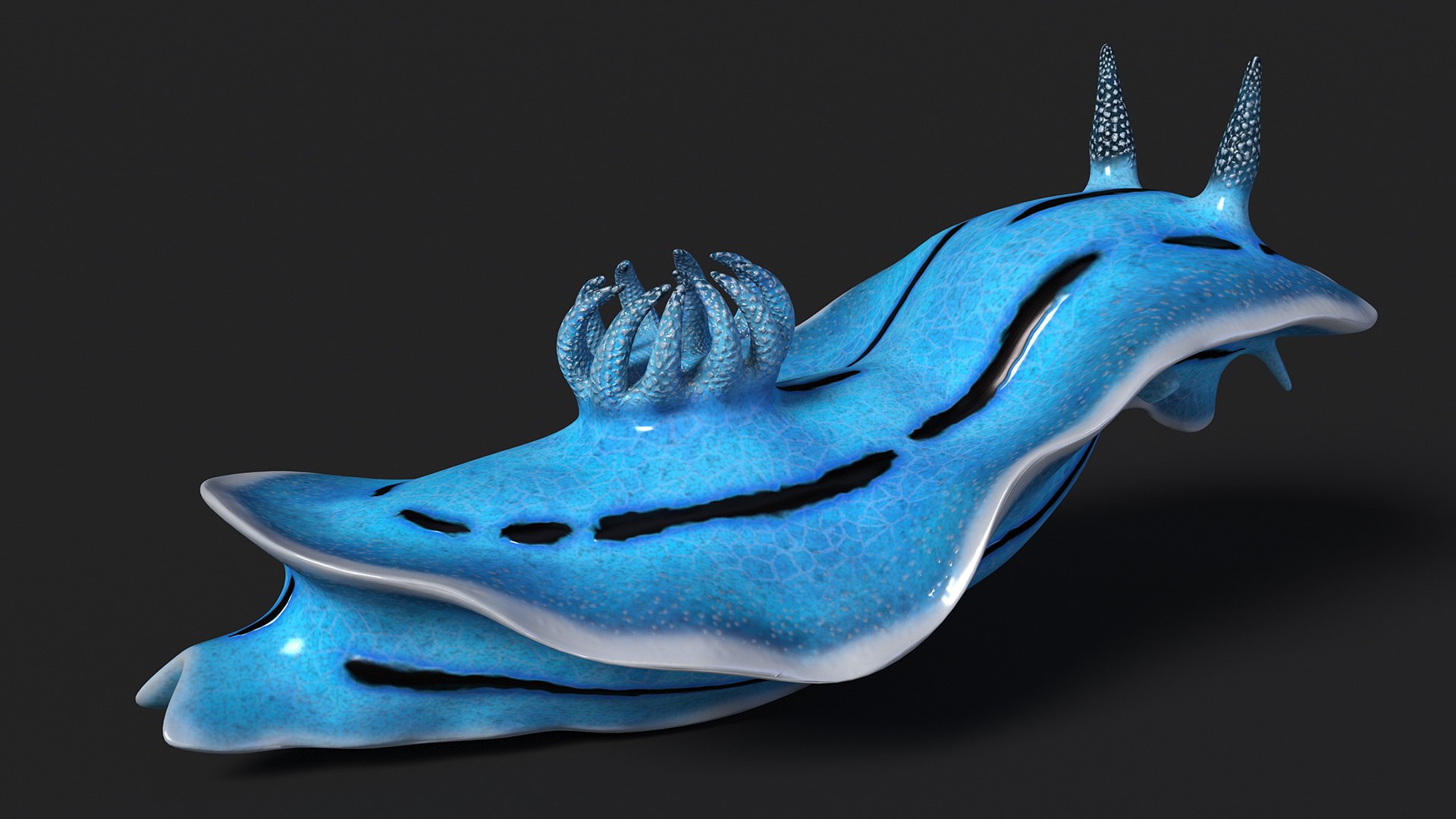 Blue Sea Slug Rigged For Cinema 4D Model - TurboSquid 2207222