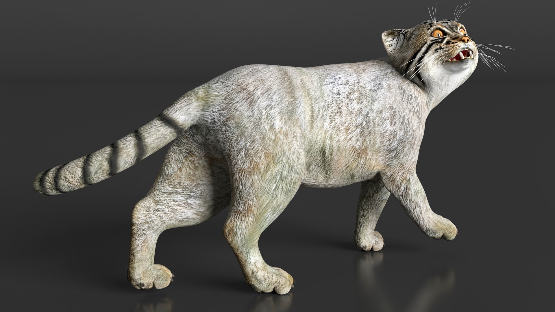 3D Pallas Cat Rigged Model - TurboSquid 2194836
