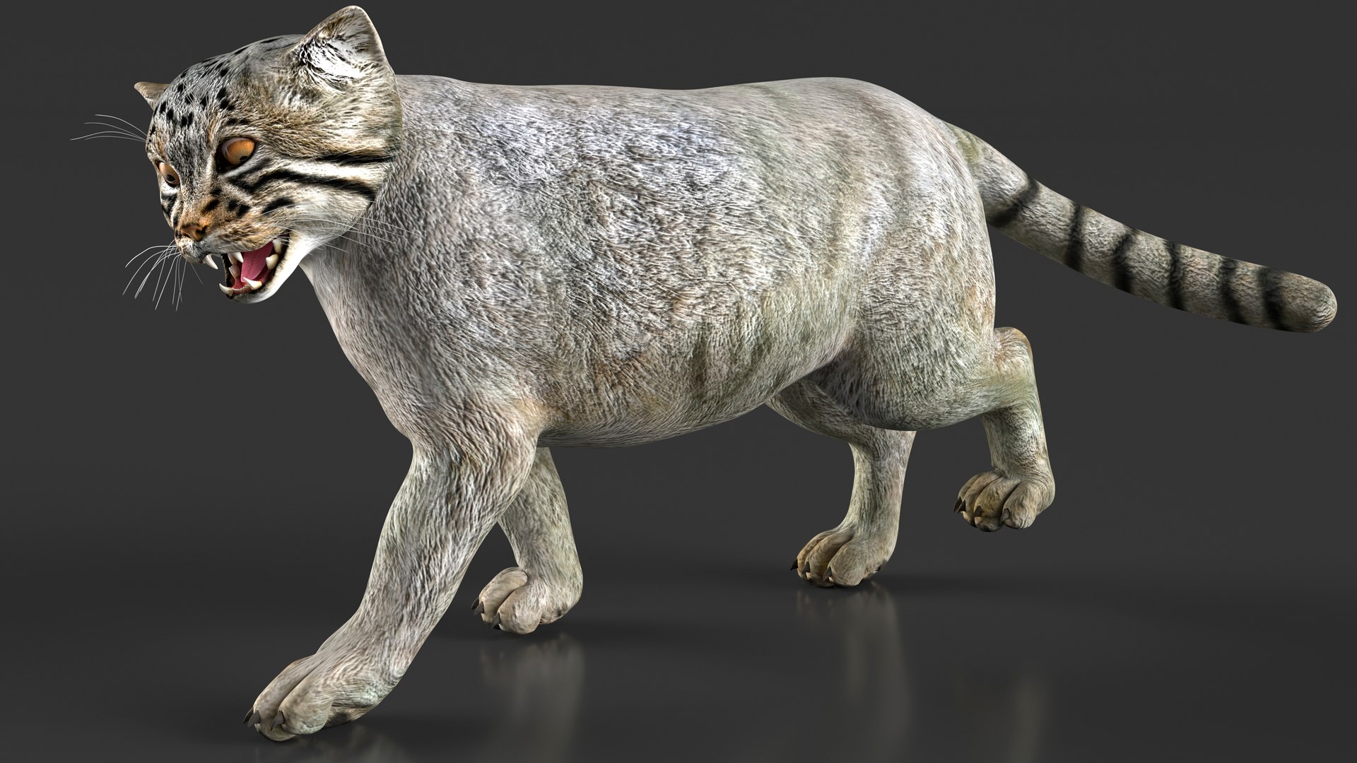 3D Pallas Cat Rigged Model - TurboSquid 2194836
