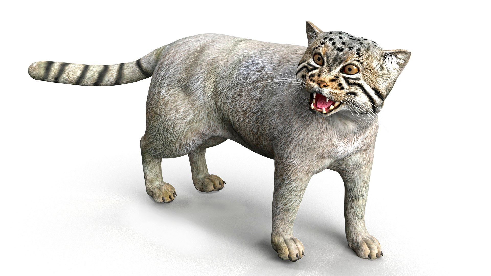 3D Pallas Cat Rigged Model - TurboSquid 2194836