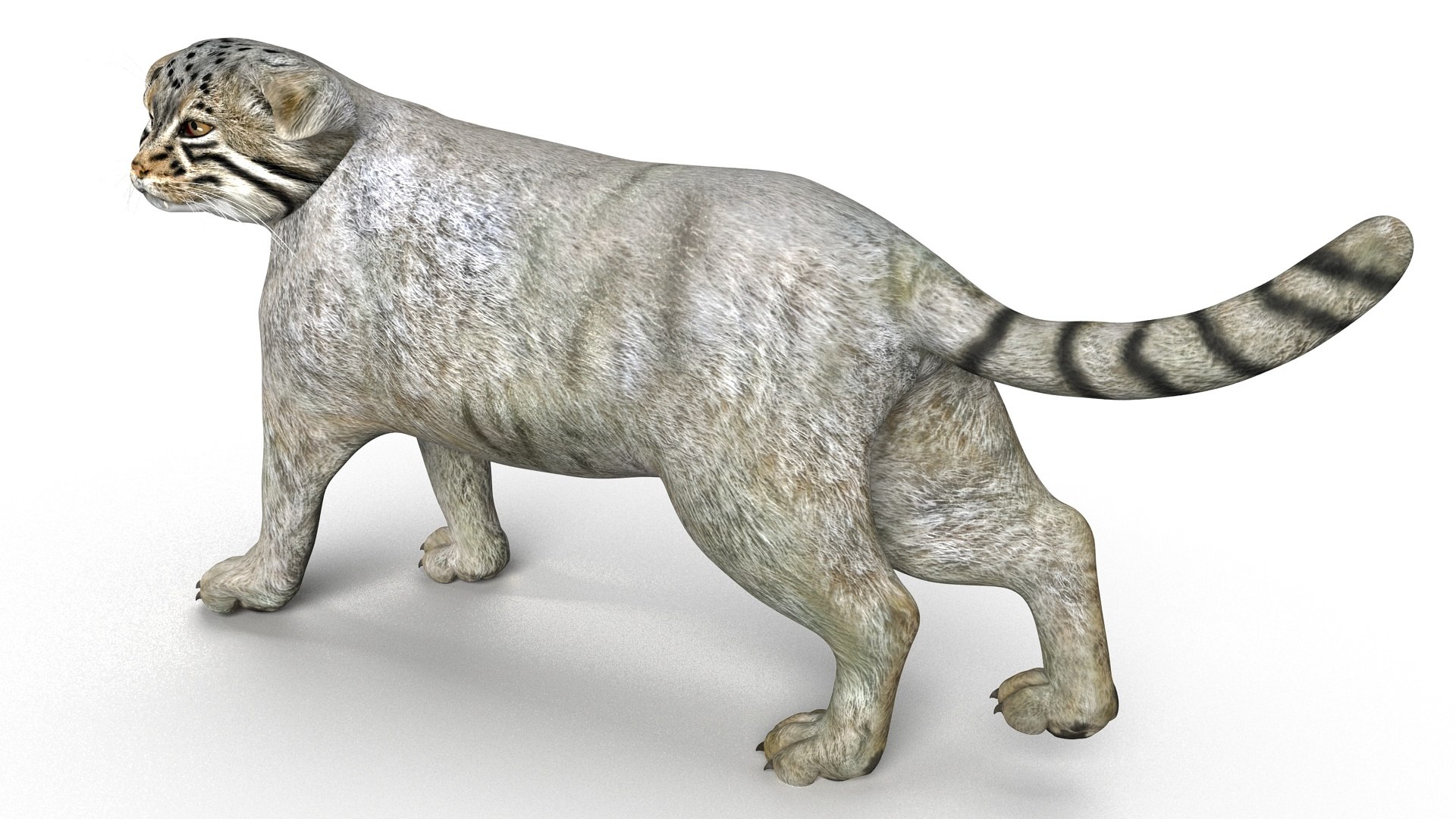 3D Pallas Cat Rigged Model - TurboSquid 2194836