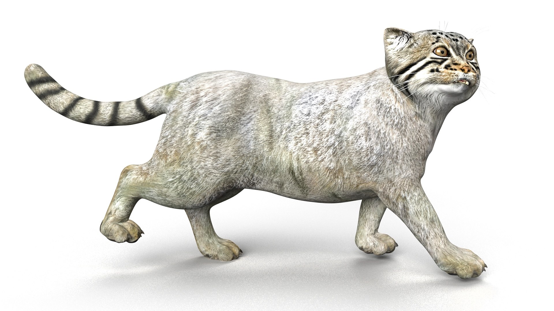 3D Pallas Cat Rigged Model - TurboSquid 2194836