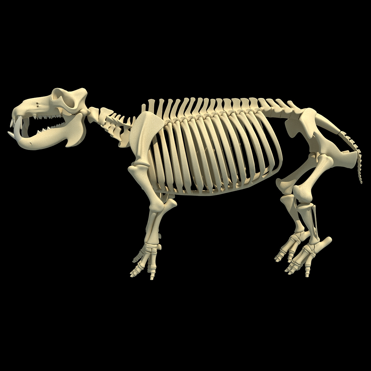 3dsmax hippopotamus river horse skeleton